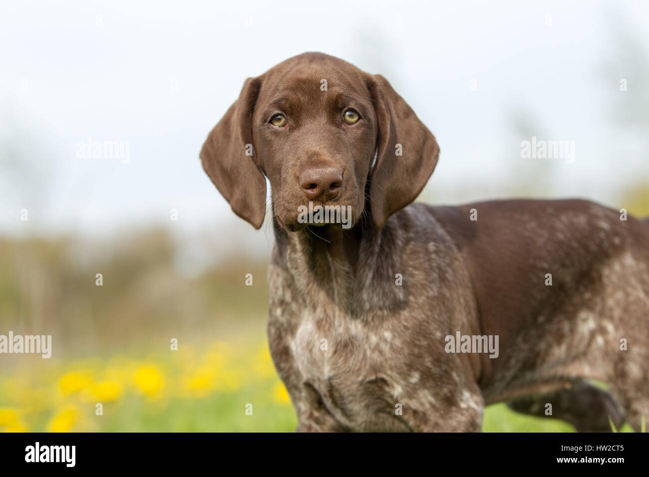 German shorthaired Pointer Puppy Stock Photo - Alamy