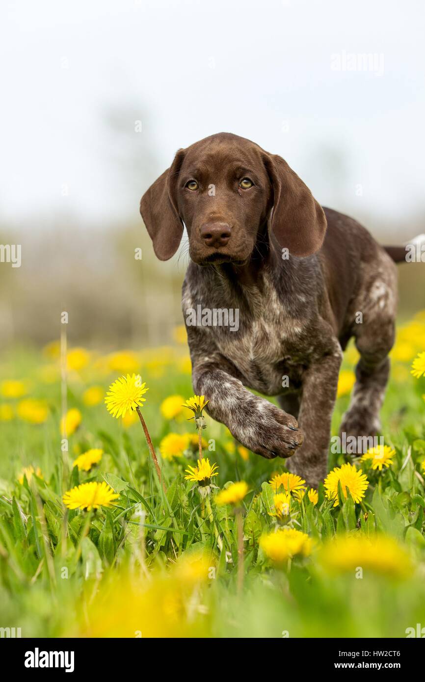 German shorthaired Pointer Puppy Stock Photo - Alamy