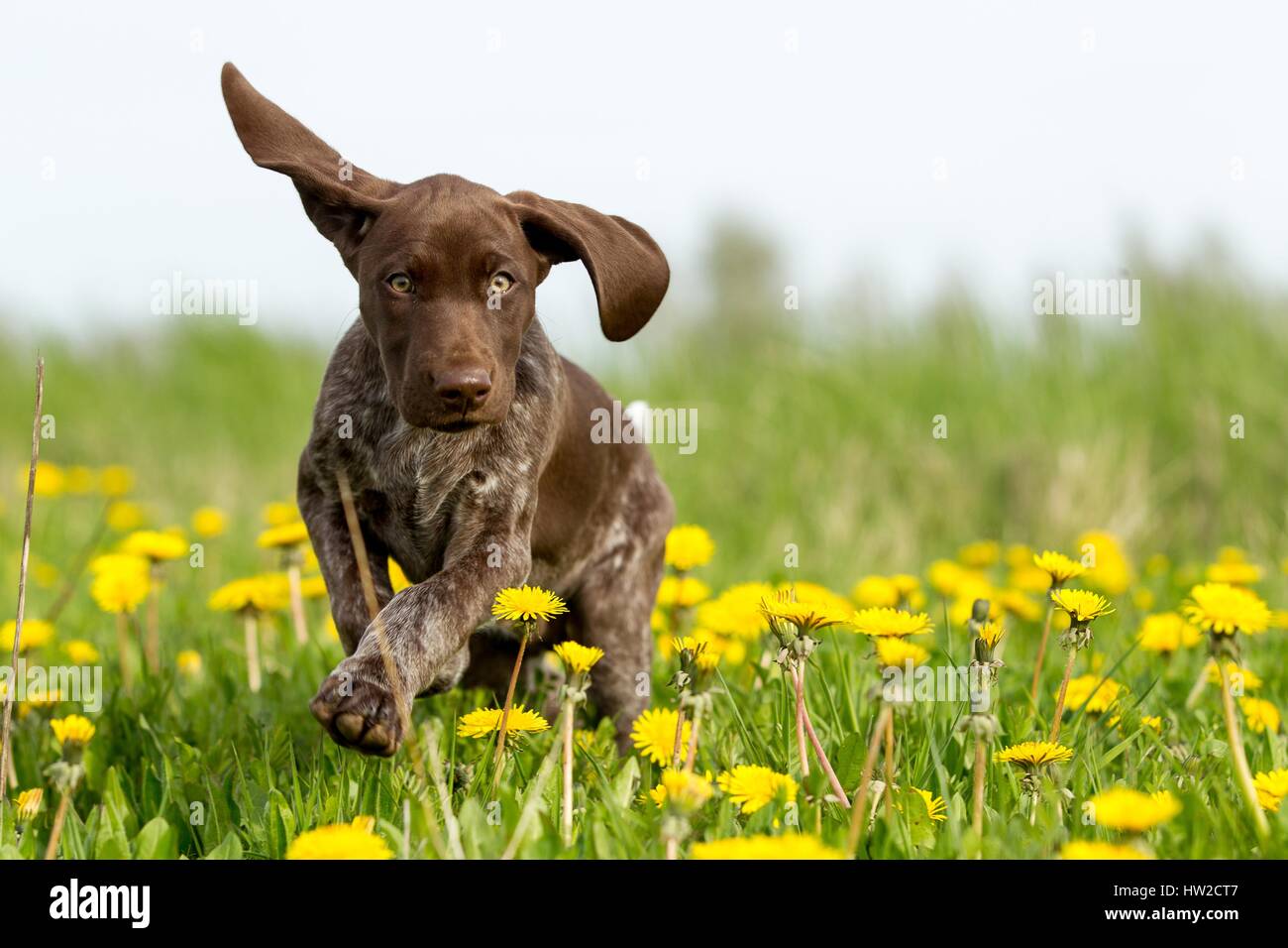 German shorthaired Pointer Puppy Stock Photo - Alamy