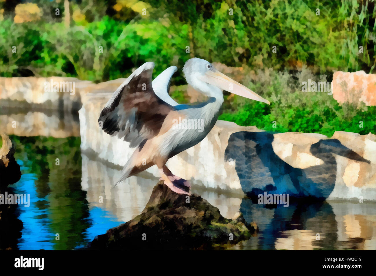 Pink Backed Pelican Stock Photo - Alamy