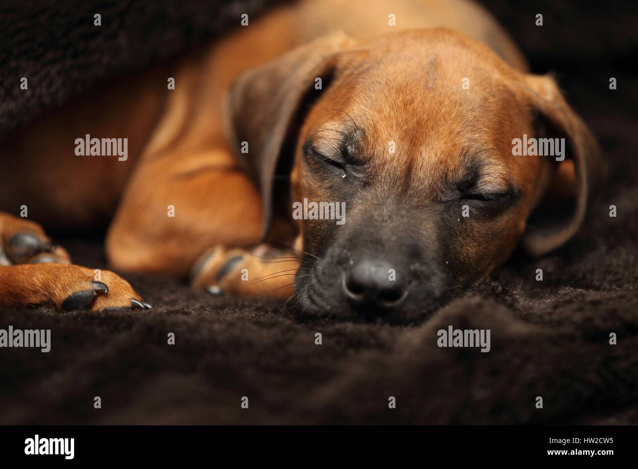 Rhodesian Ridgeback Puppy Stock Photo - Alamy