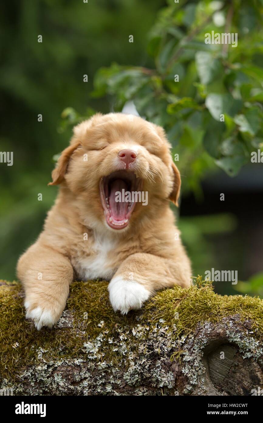 Nova Scotia Duck Tolling Retriever Puppy Stock Photo - Alamy