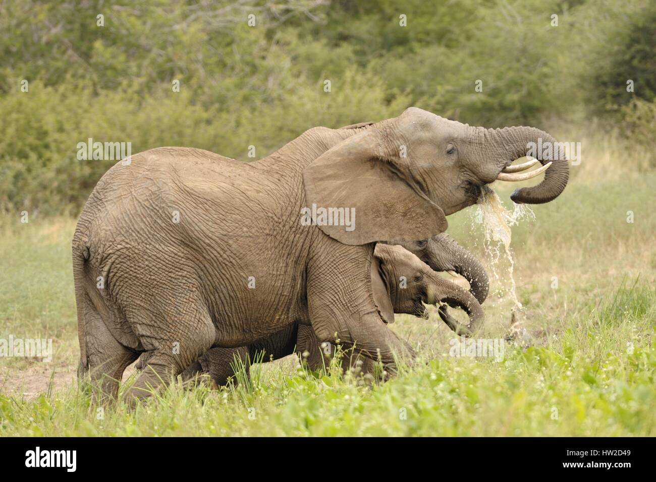 Trunked animals hi-res stock photography and images - Alamy