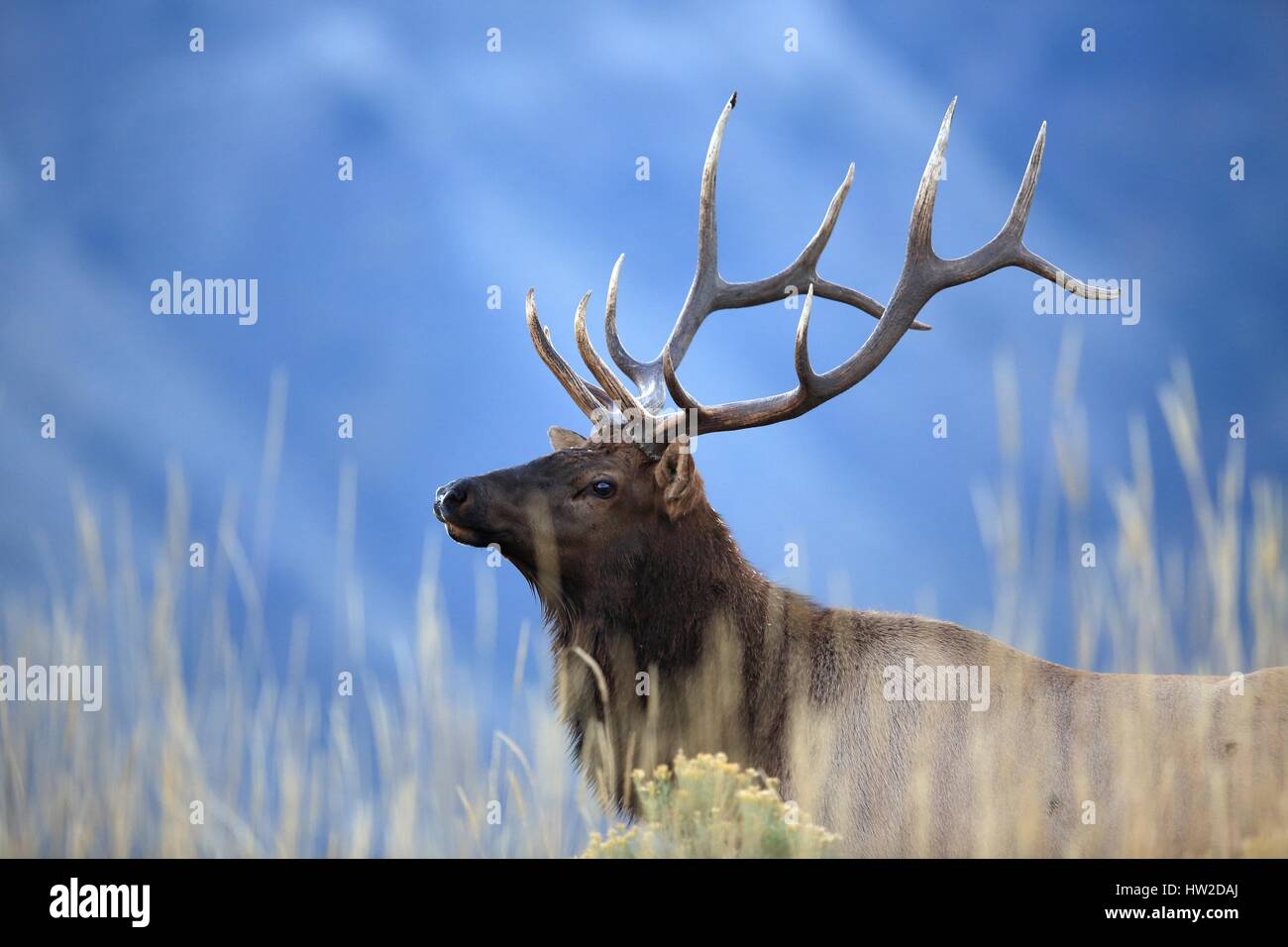 Elk animal head and antler side view hi-res stock photography and ...