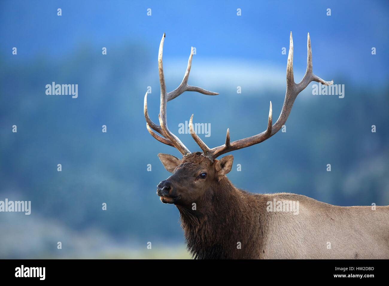 Elk animal head and antler side view hi-res stock photography and ...