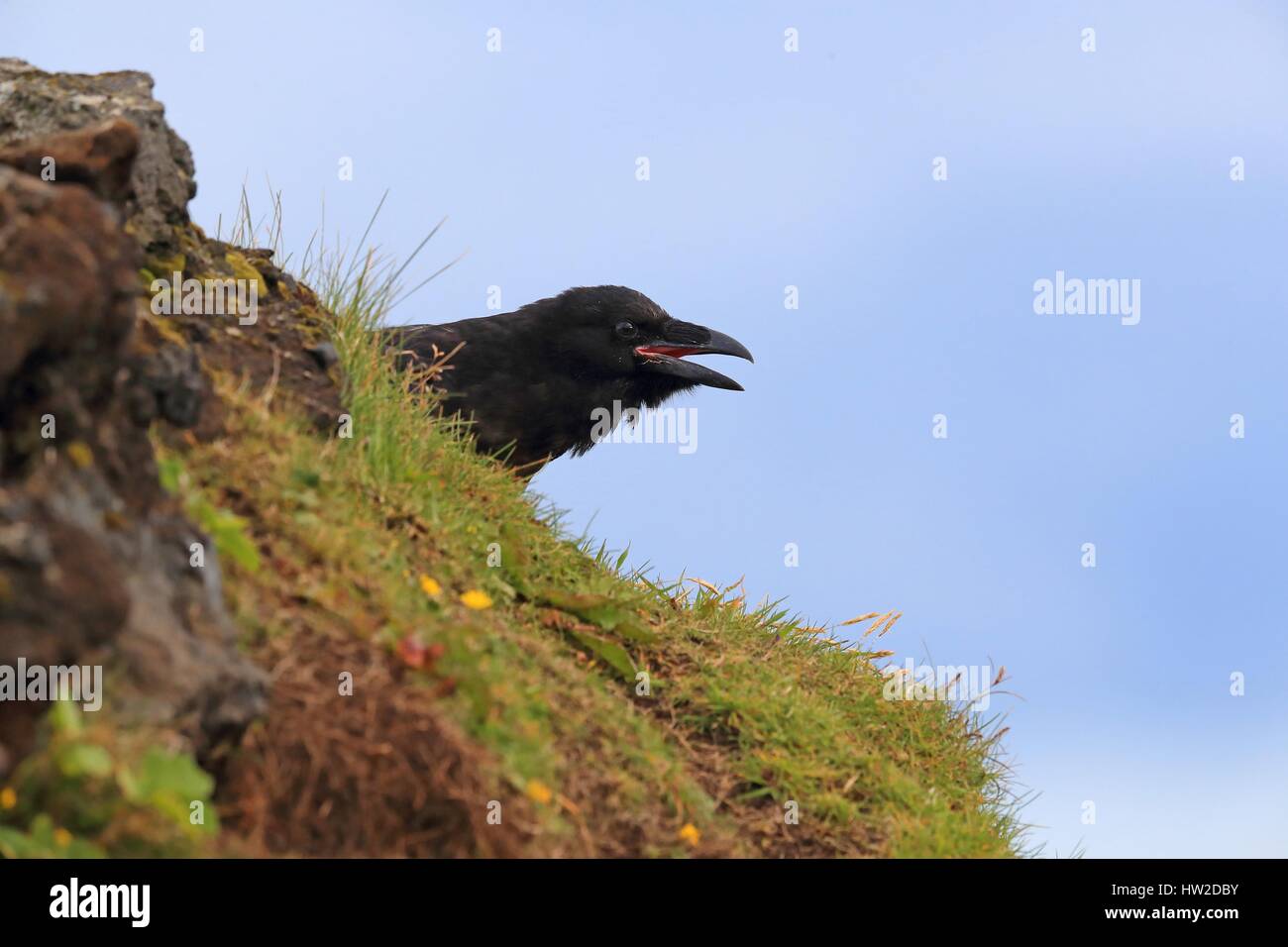 Raven meadows hi-res stock photography and images - Alamy