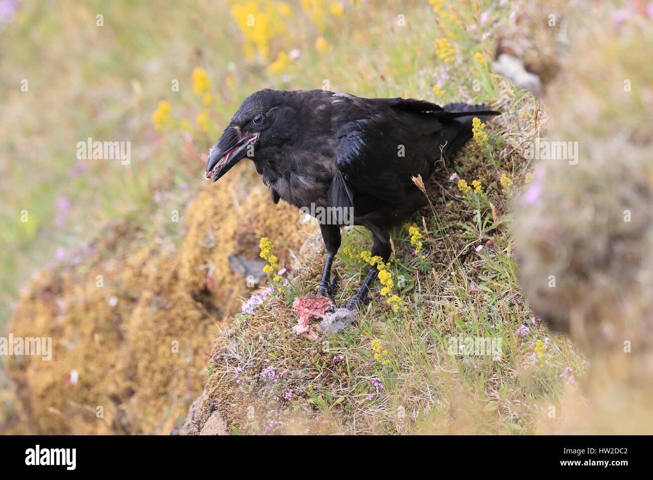 Raven meadows hi-res stock photography and images - Alamy