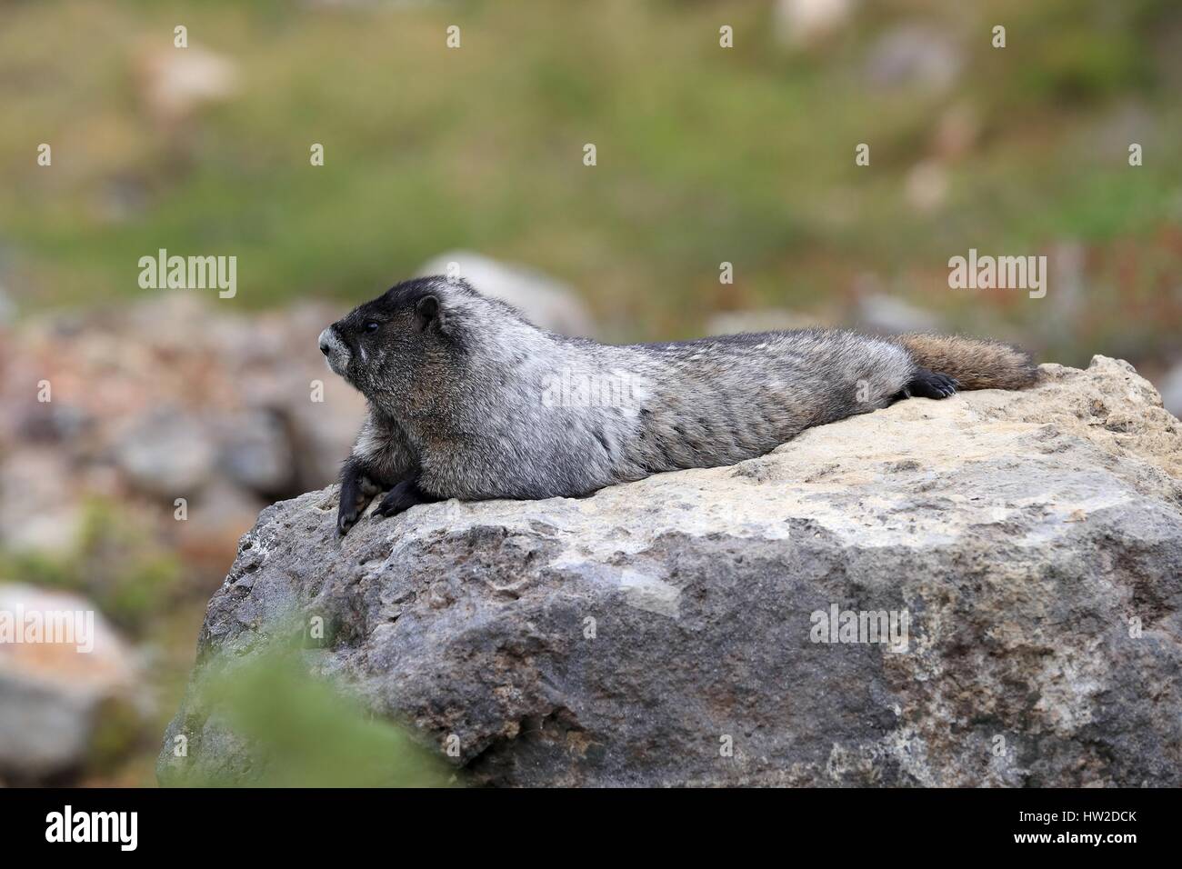 Hoary marmot a view hi-res stock photography and images - Alamy