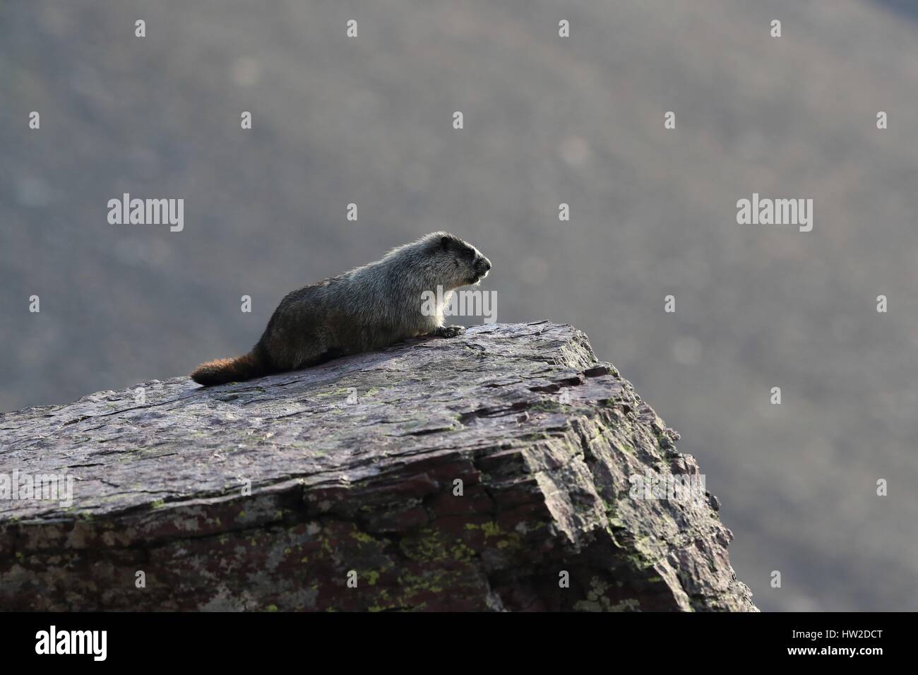 Hoary marmot a view hi-res stock photography and images - Alamy