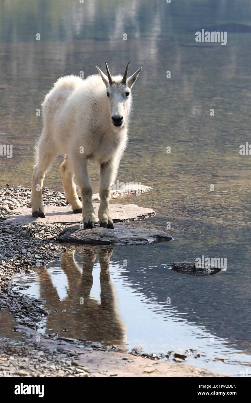 Rocky Mountain Goat Stock Photo - Alamy