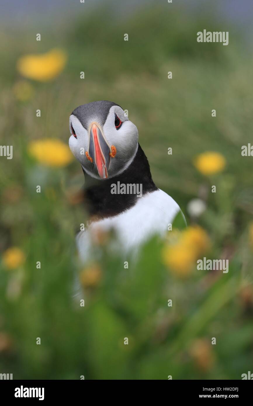 Portrait format puffins hi-res stock photography and images - Alamy