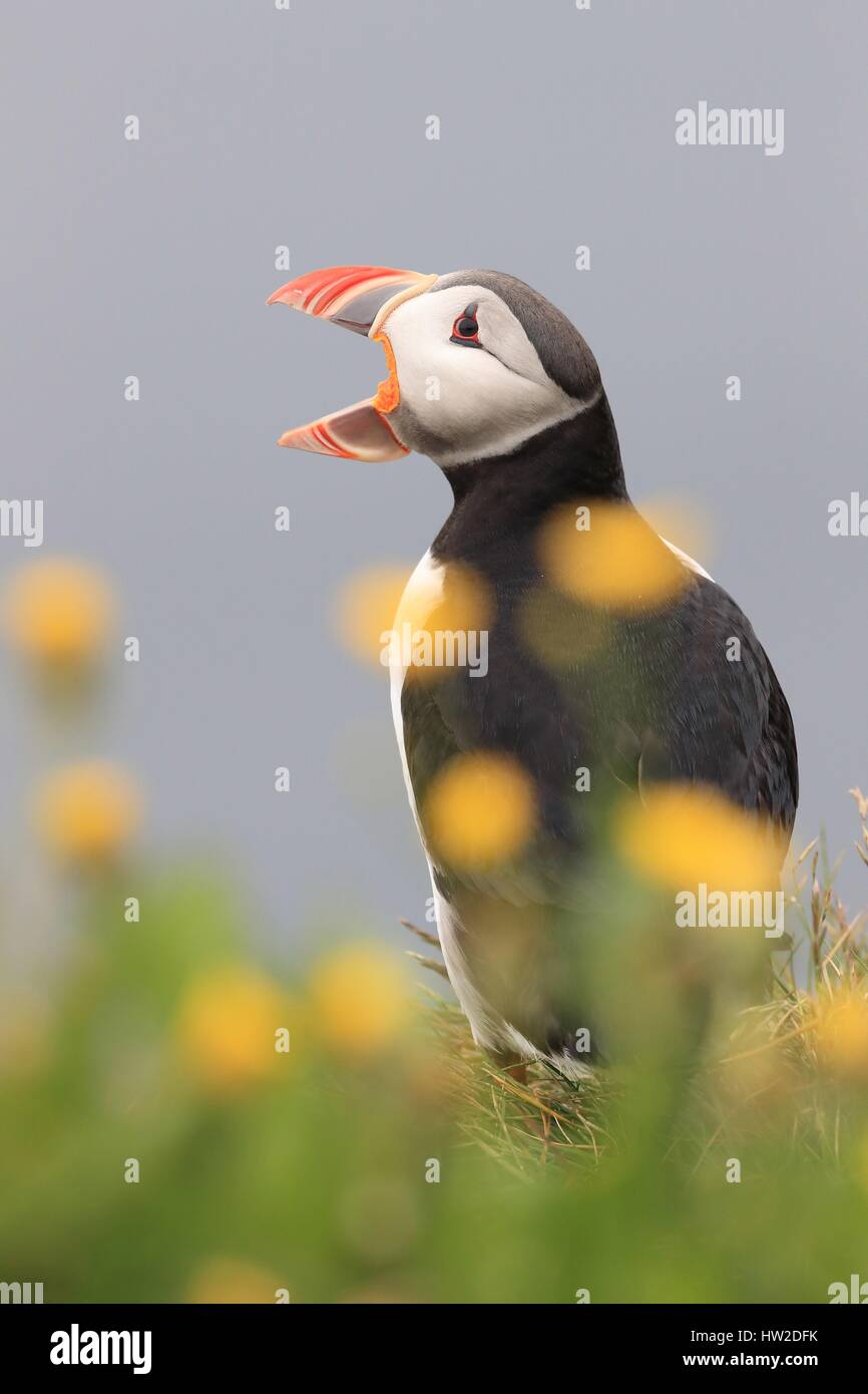 Puffins beaks open hi-res stock photography and images - Alamy