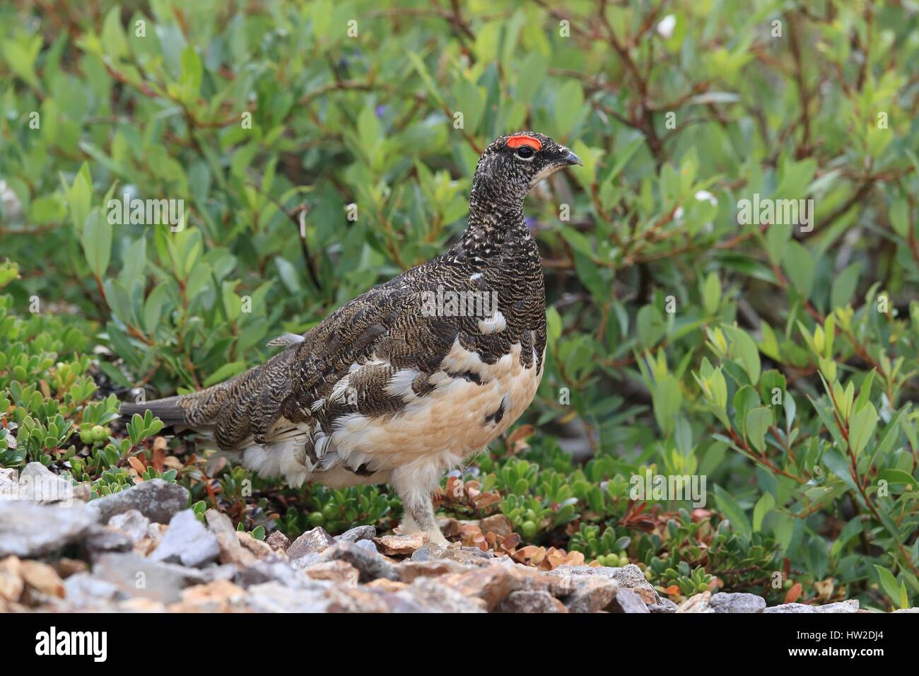 Chicken by stones hi-res stock photography and images - Alamy