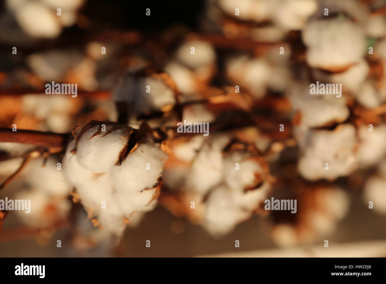 many tufts of white cotton on the cultivation of cotton plant Stock ...