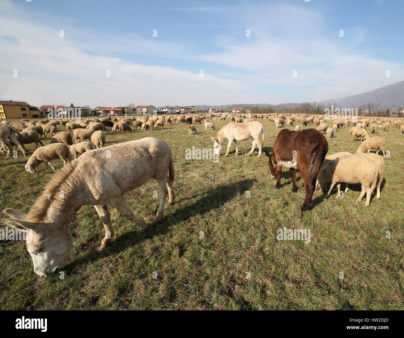 many donkeys grazing with the flock of sheep photographed with a fisheye lens Stock Photo - Alamy