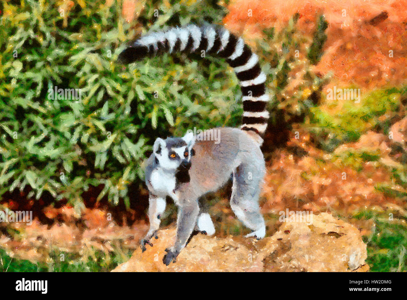 Ring Tailed Lemur Stock Photo - Alamy