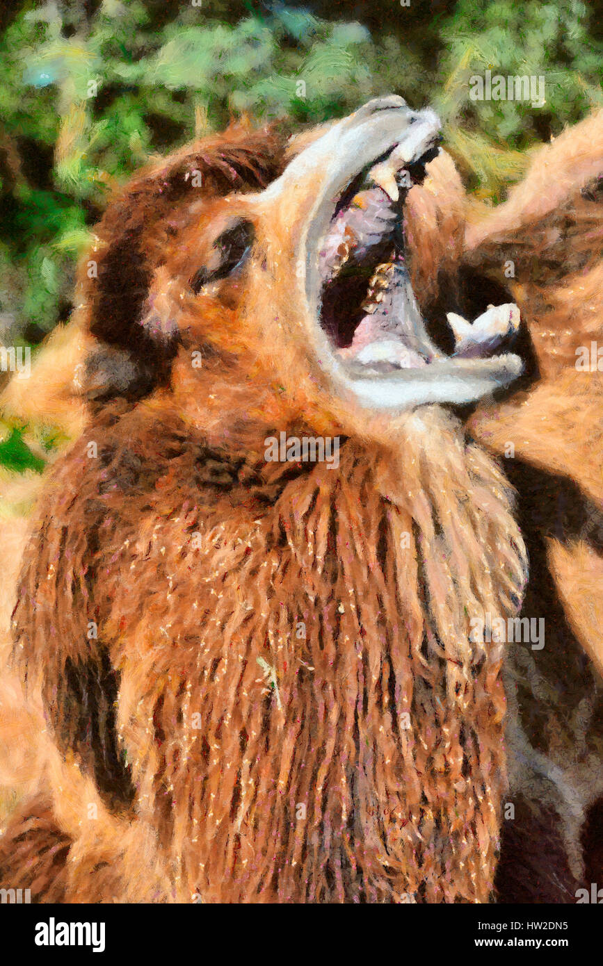 Camel yawning hi-res stock photography and images - Alamy