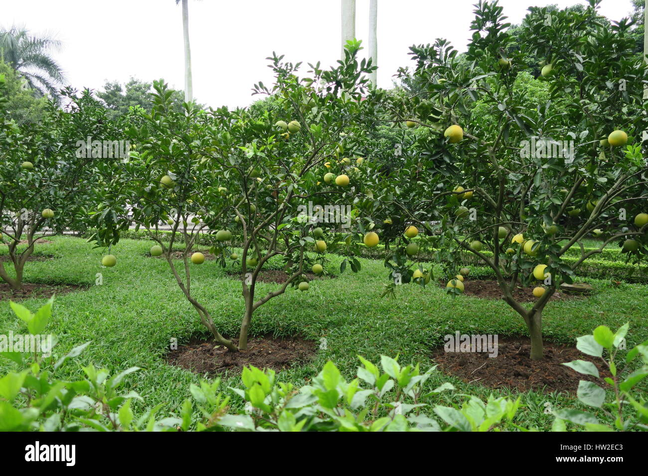 Pomelo plantation near Ho Chi Minch two storey wooden stilt house in ...