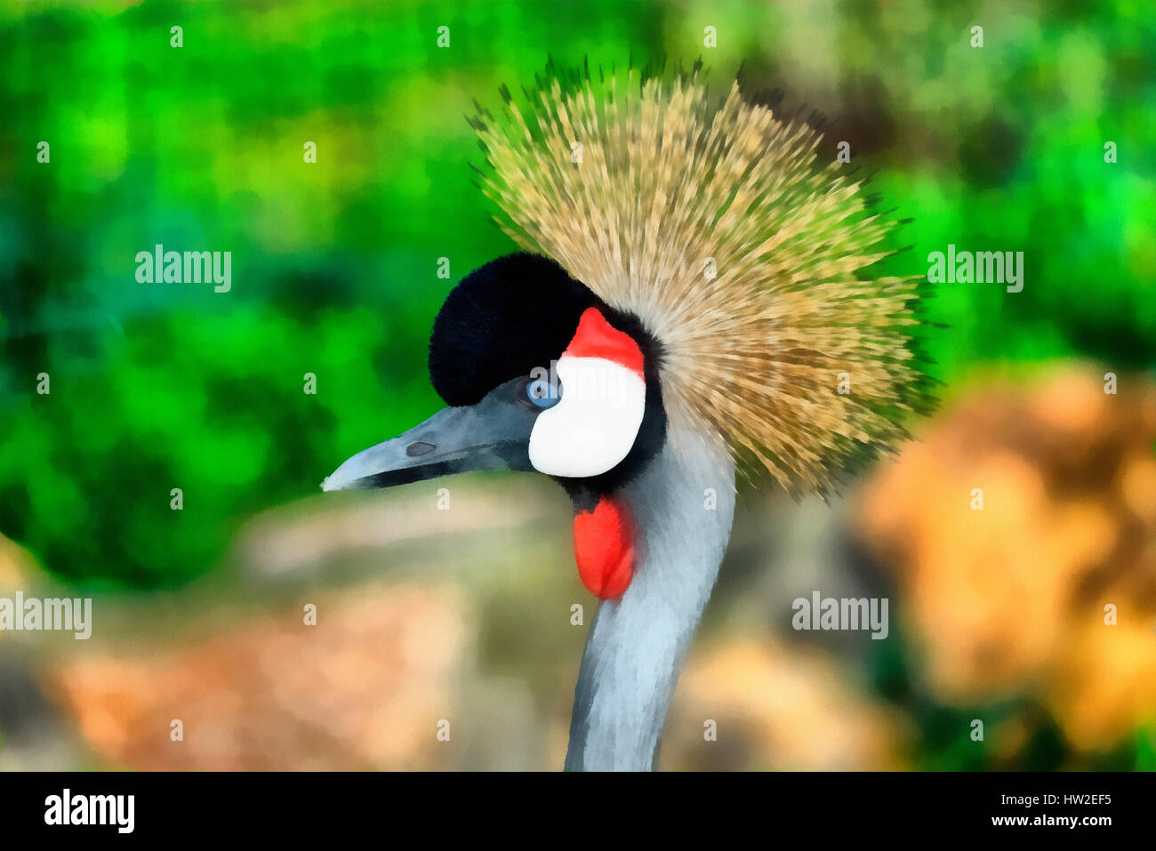 Grey Crowned Crane Stock Photo - Alamy