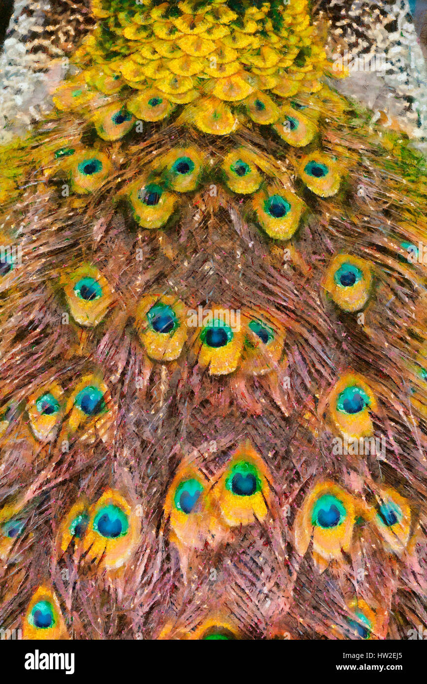 Peacock tail painting hi-res stock photography and images - Alamy