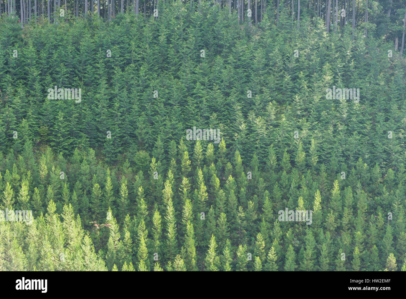 Japan tree forestry hi-res stock photography and images - Alamy
