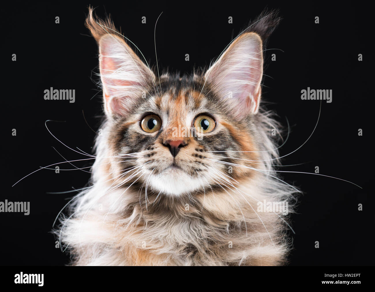 Portrait of Maine Coon cat Stock Photo - Alamy