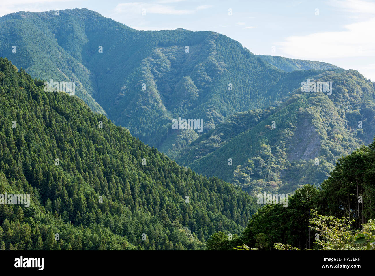 Hinohara forest hi-res stock photography and images - Alamy