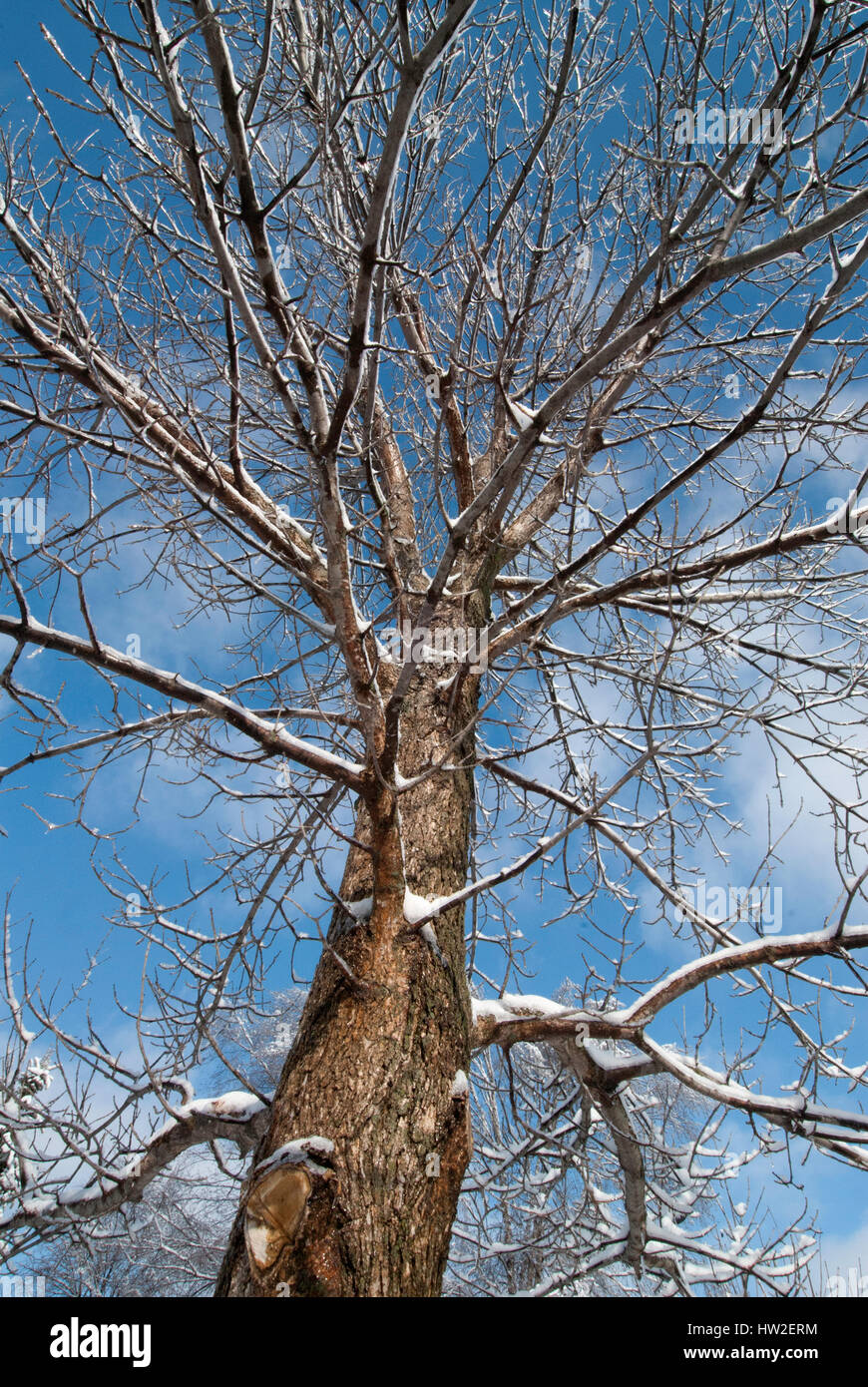 Tree in winter with Ice and snow Stock Photo - Alamy
