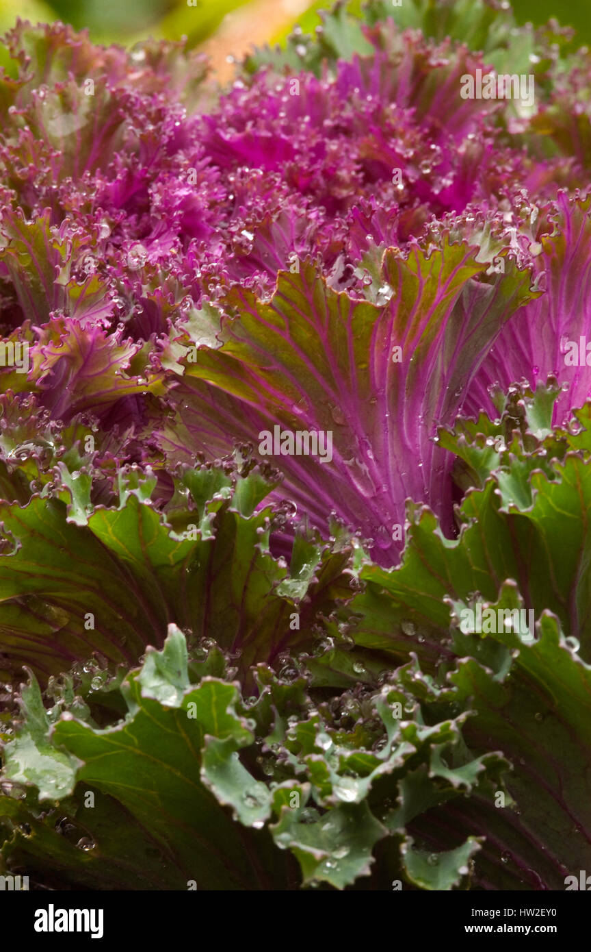 Crinkly cabbage hi-res stock photography and images - Alamy