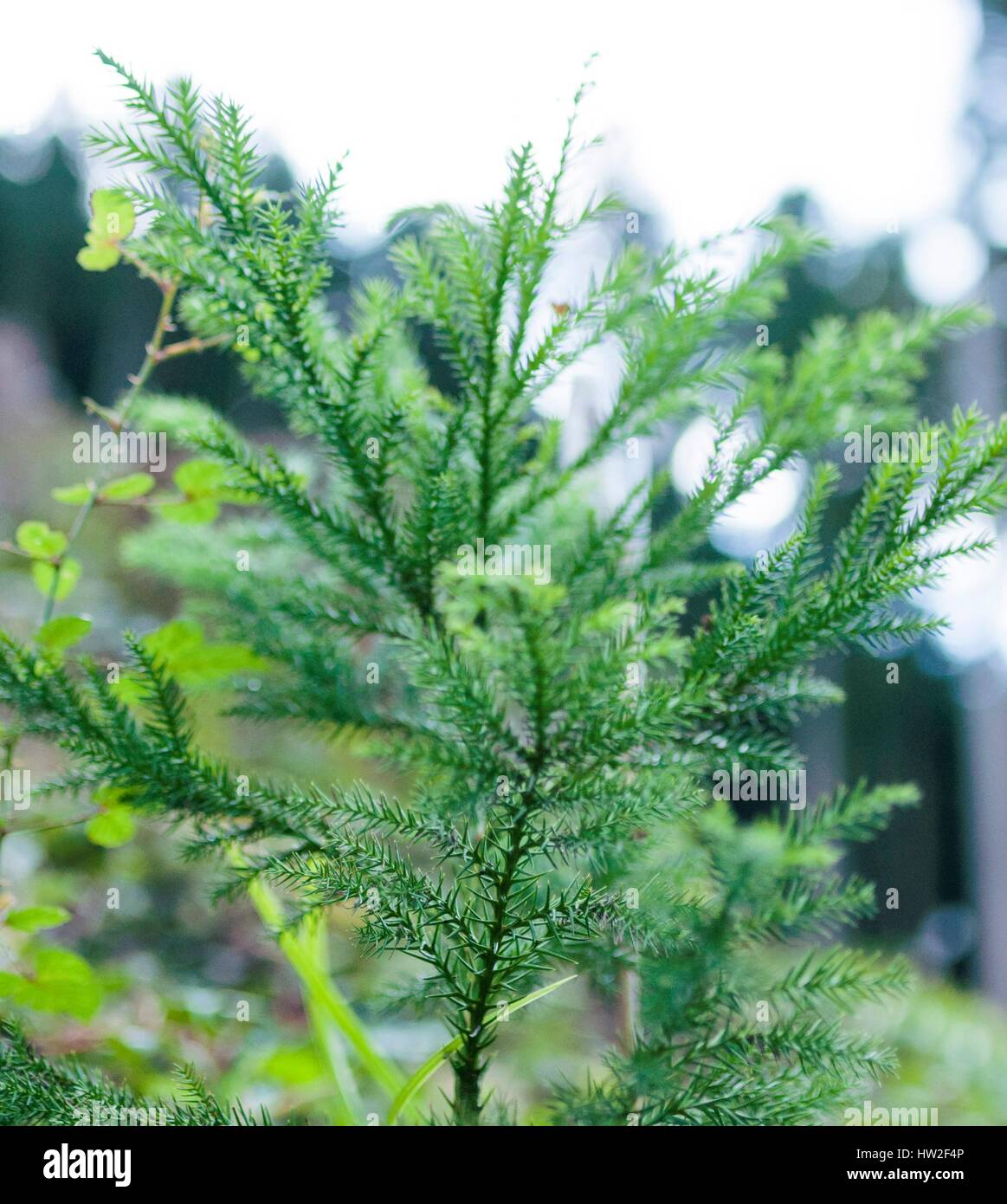 Young Japanese cedar, Hinohara Village, Tokyo, Japan Stock Photo - Alamy