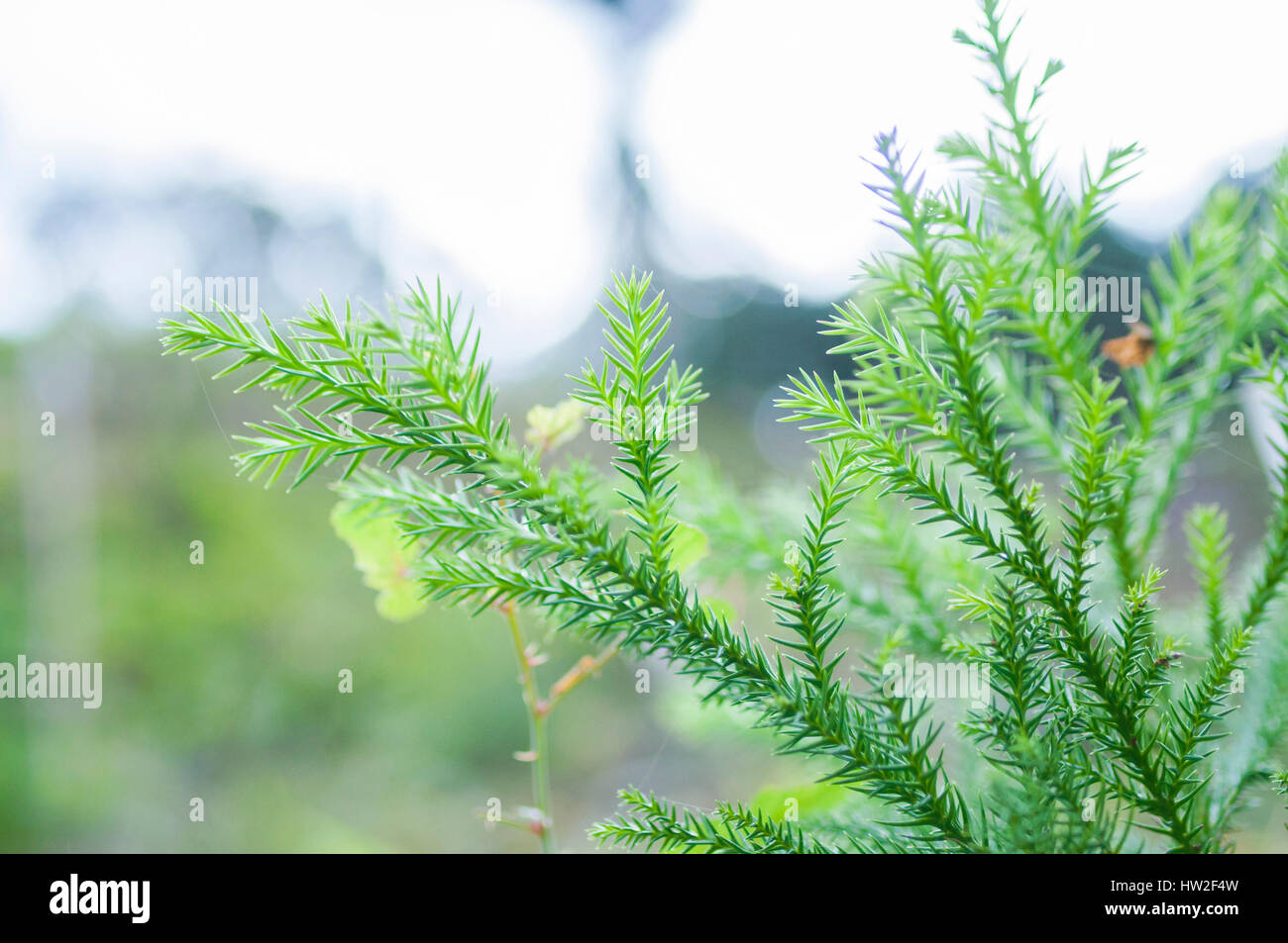 Young Japanese cedar, Hinohara Village, Tokyo, Japan Stock Photo - Alamy