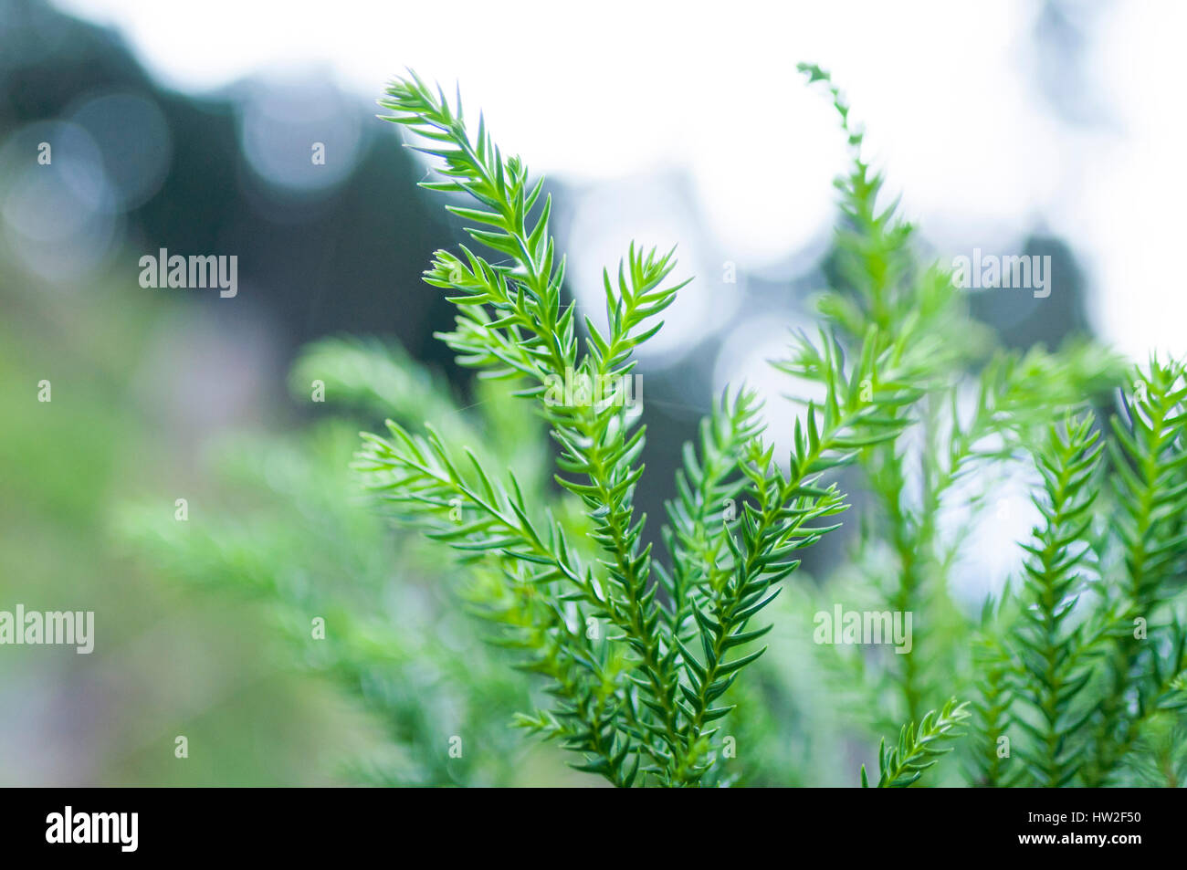 Young Japanese cedar, Hinohara Village, Tokyo, Japan Stock Photo - Alamy