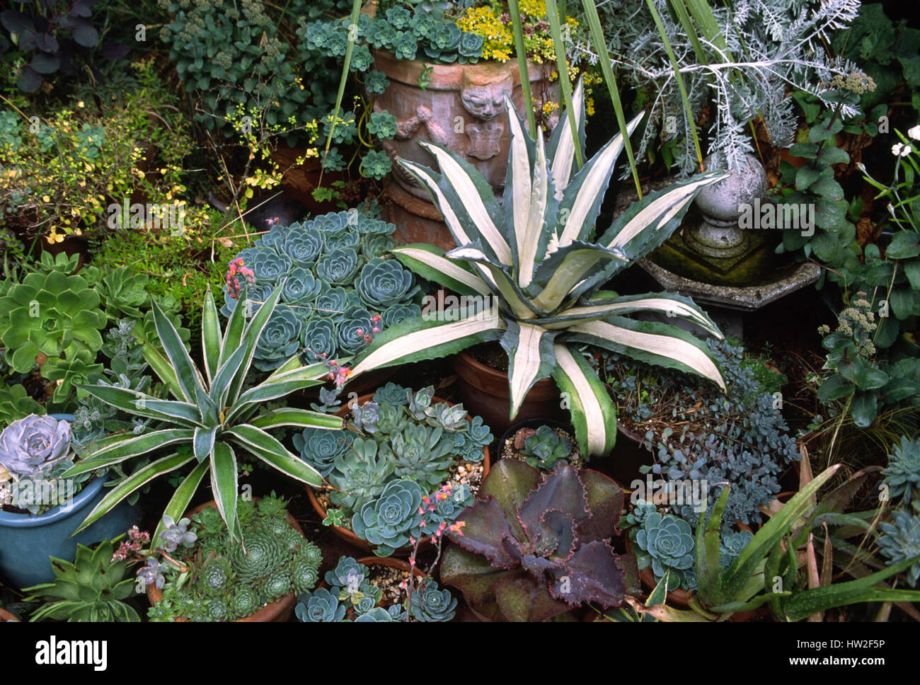 Planting Succulents High Resolution Stock Photography and Images - Alamy