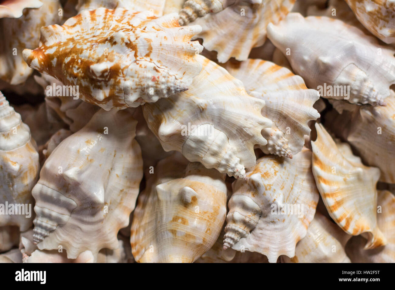 pile of shells - variety of shells Stock Photo - Alamy