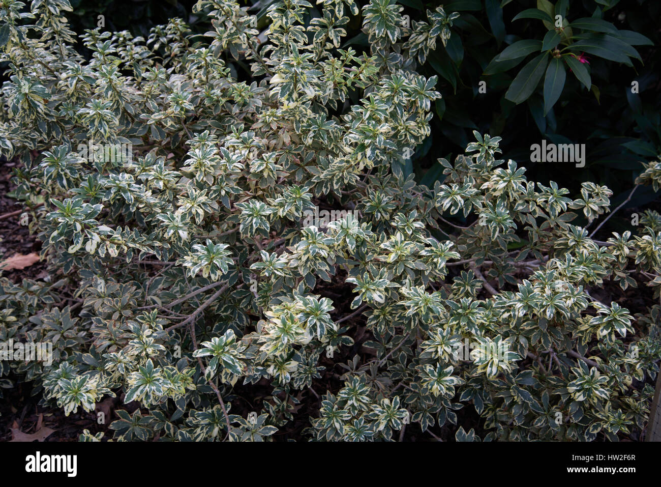 Pittosporum heterophyllum Variegatum Stock Photo - Alamy