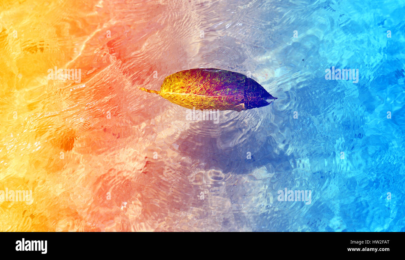 Beautiful leaf floating in the water to photograph closeup Stock Photo ...