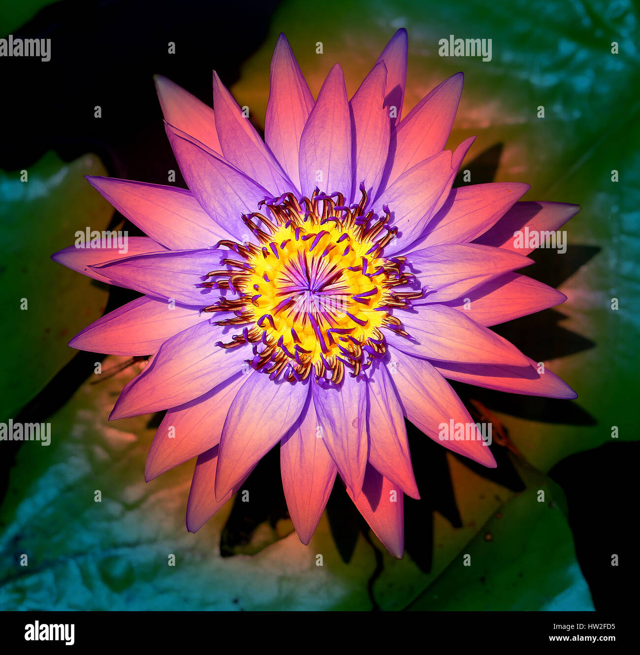 A beautiful red water Lily photographed in close-up Stock Photo - Alamy