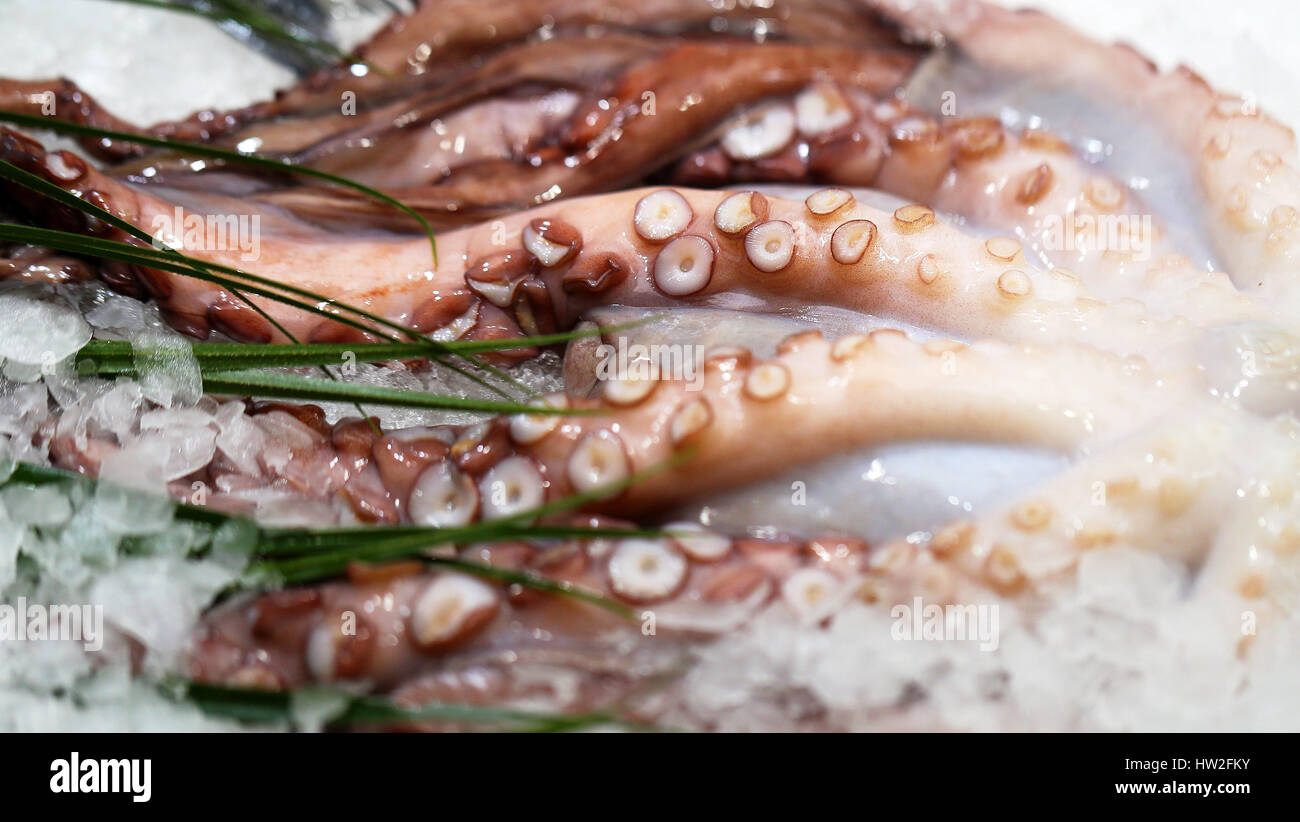 Octopus fish counter hi-res stock photography and images - Alamy