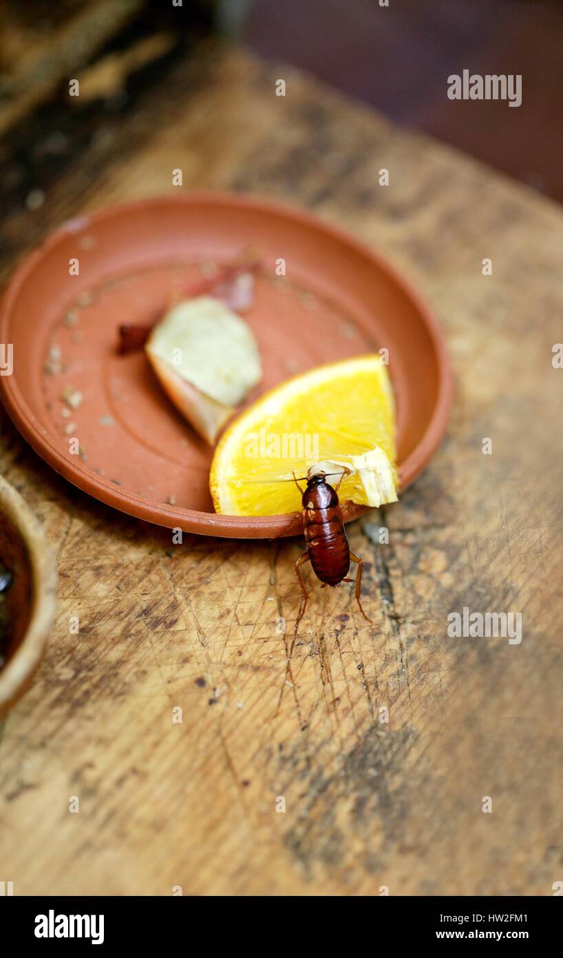 Cockroach eating hi-res stock photography and images - Alamy