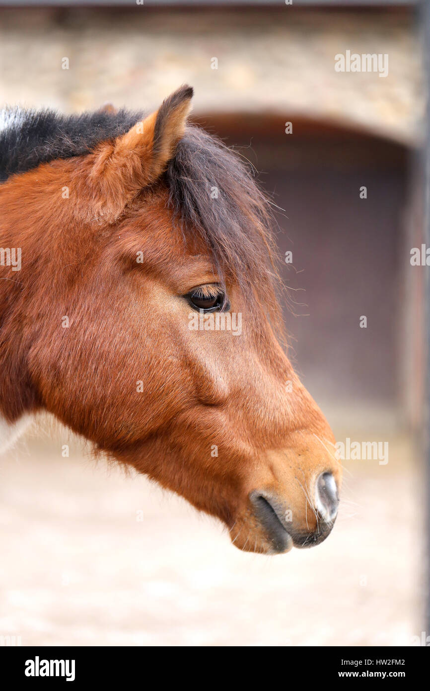 Portrait of beautiful red horse photographed in close-up Stock Photo ...