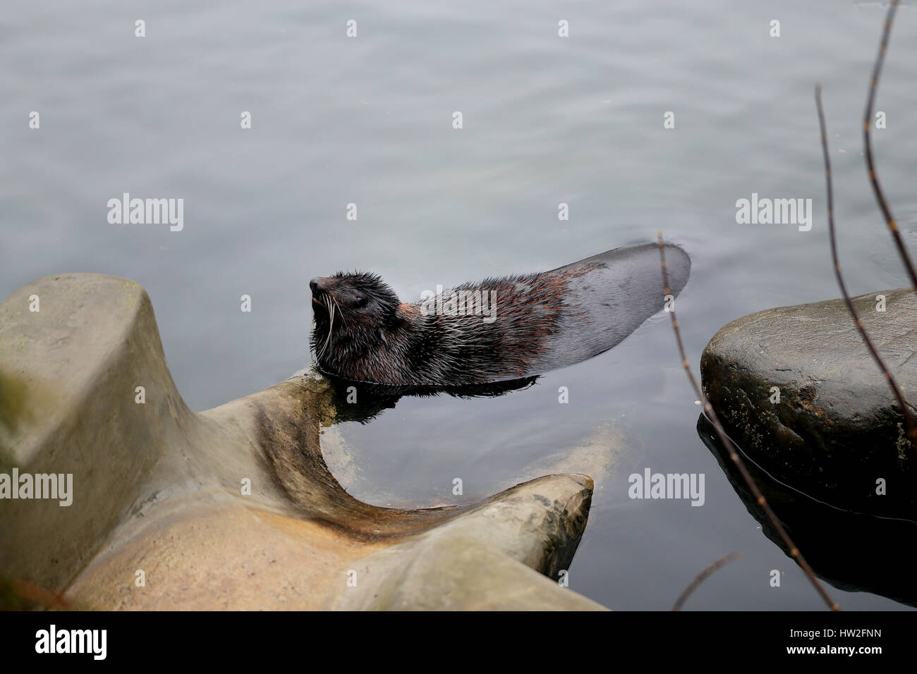 Smart seal hi-res stock photography and images - Alamy