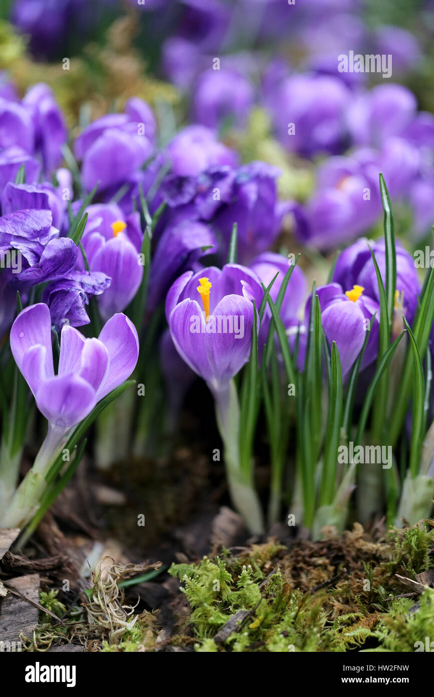 Beautiful blue flowers crocuses photographed in close-up Stock Photo ...