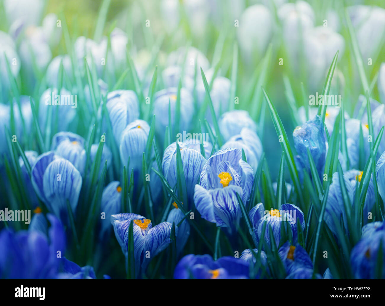 Beautiful blue flowers crocuses photographed in close-up Stock Photo ...