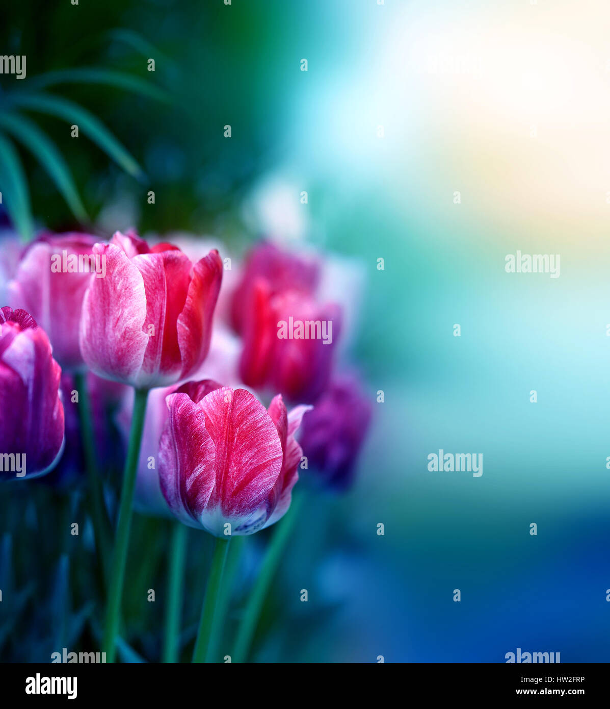 Beautiful blue flowers tulips photographed in close-up Stock Photo - Alamy