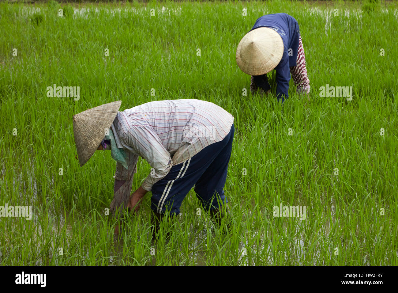 Workers in rice field, Cam Kim Island, Hoi An, Vietnam Stock Photo - Alamy