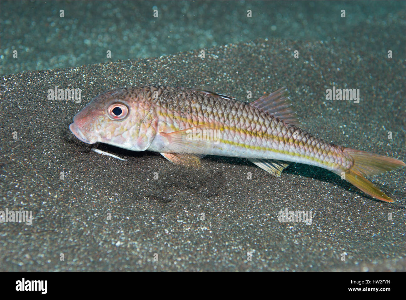 Red mullet underwater hi-res stock photography and images - Alamy