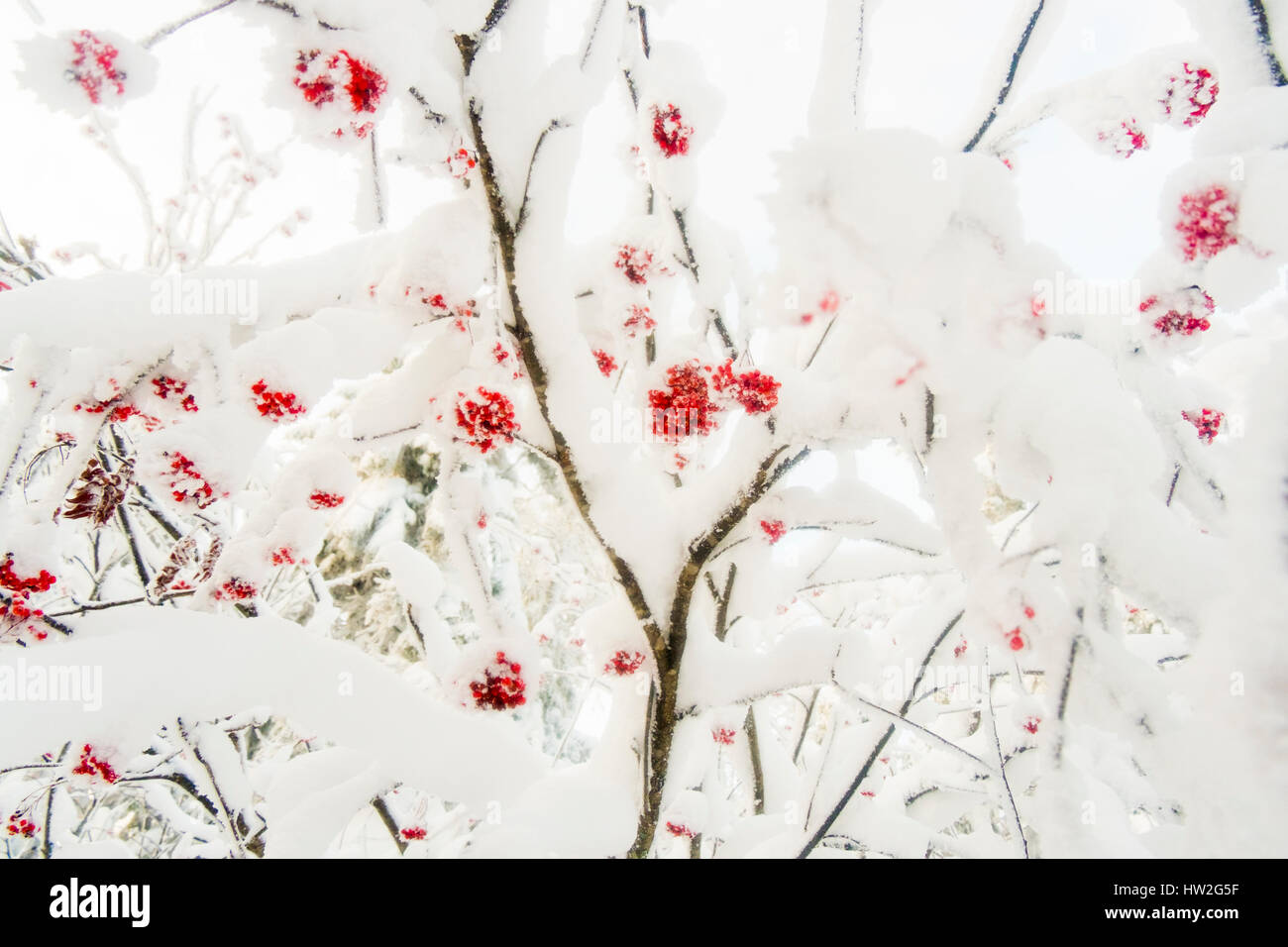 Red berries on snow covered branches Stock Photo - Alamy