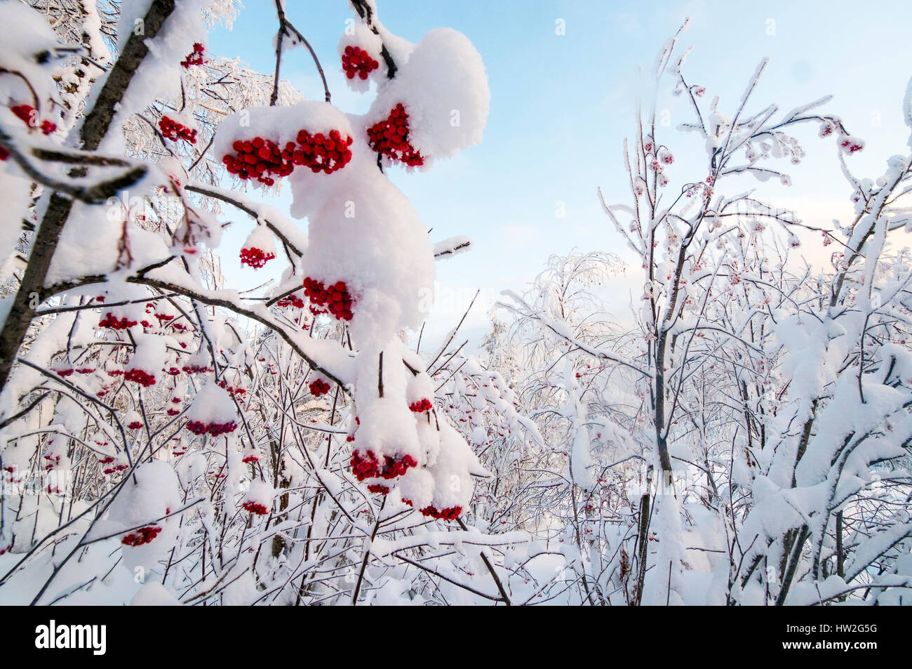 Close up branches red hi-res stock photography and images - Alamy