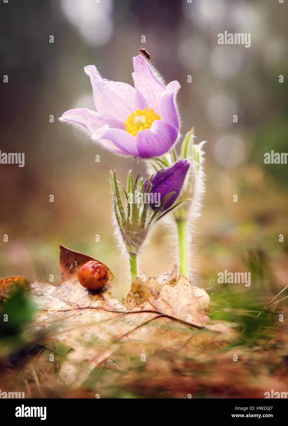 Insect on petal of purple flower Stock Photo - Alamy