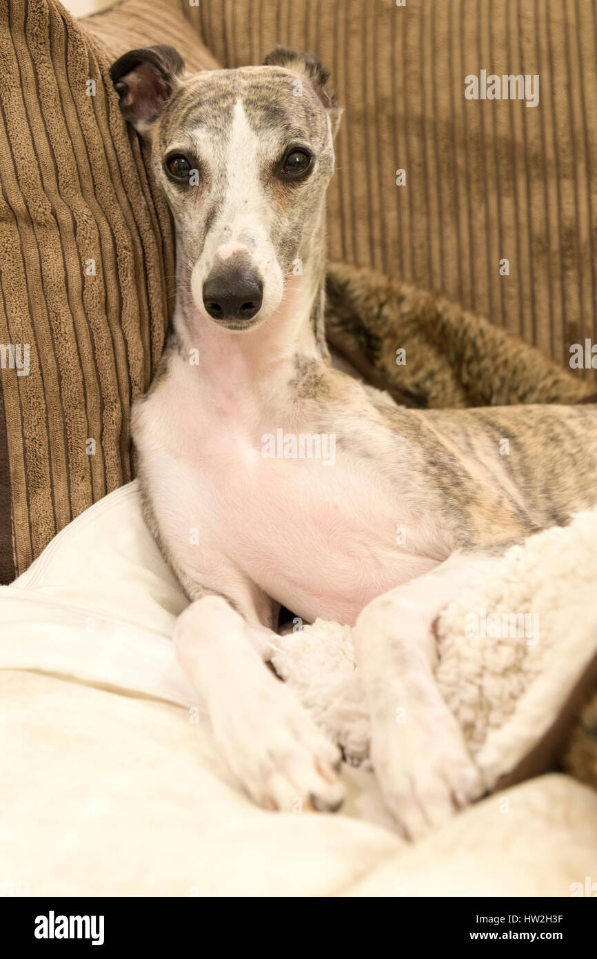 Male brindle whippet Stock Photo - Alamy